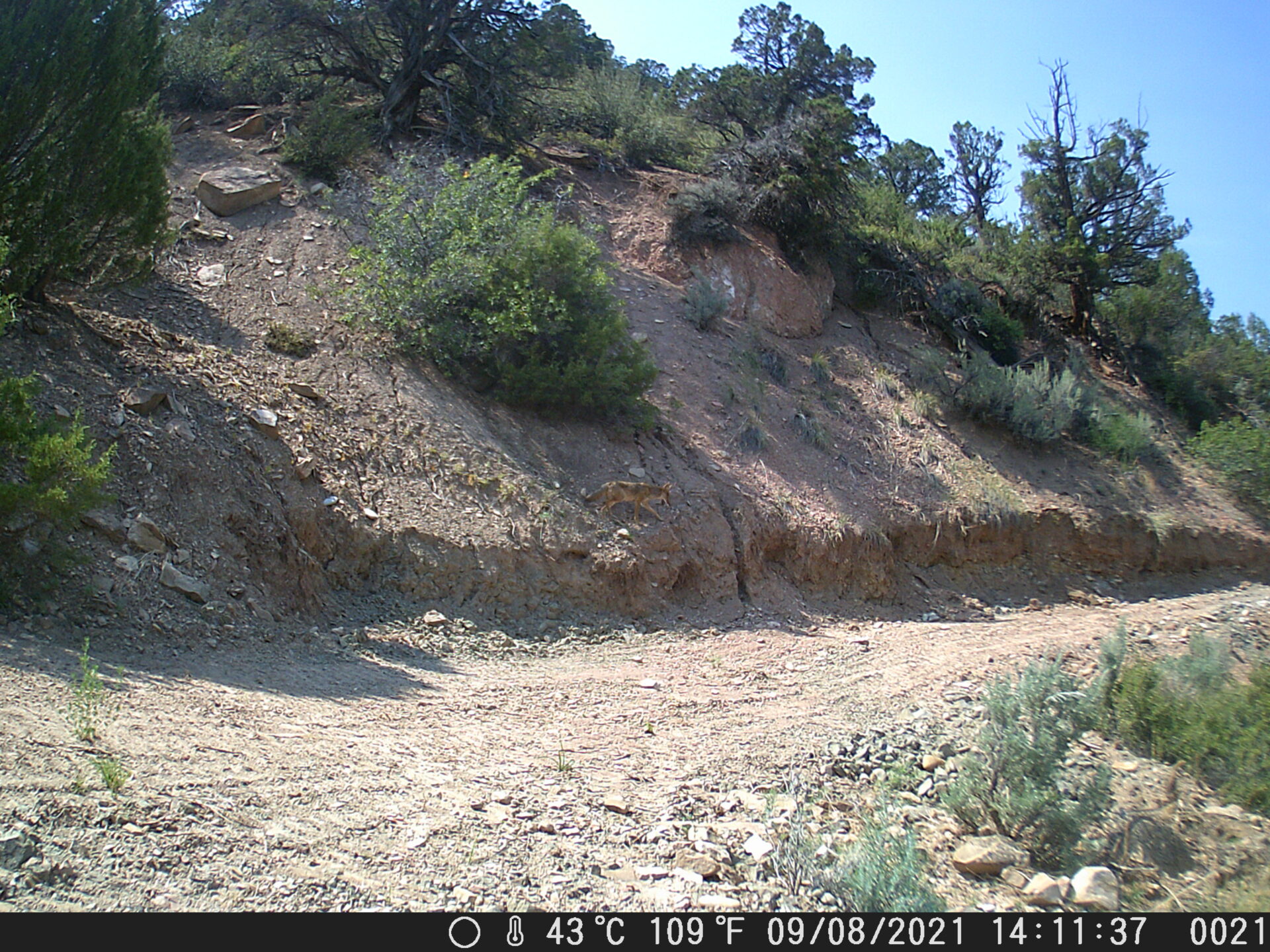 Hunting at Juniper Gulch – Juniper Gulch Ranch